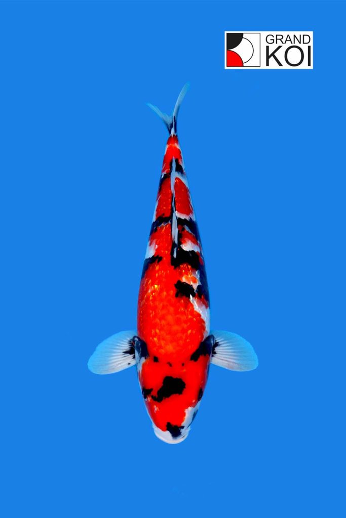 Showa Koi for Sale | Top Showa Koi Fish for Sale in USA