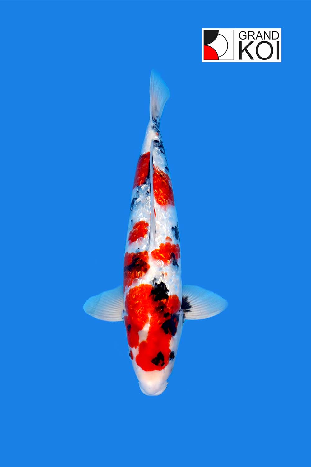 Gin Rin Sanke - Grand Koi, LLC