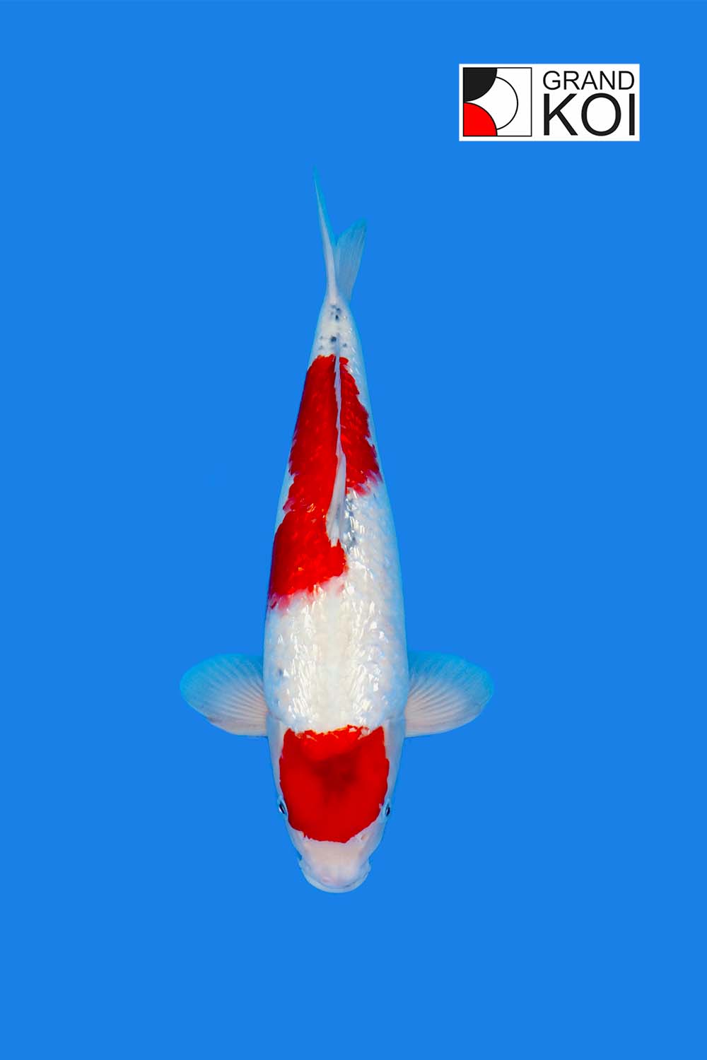 Gin Rin Kohaku - Grand Koi, LLC