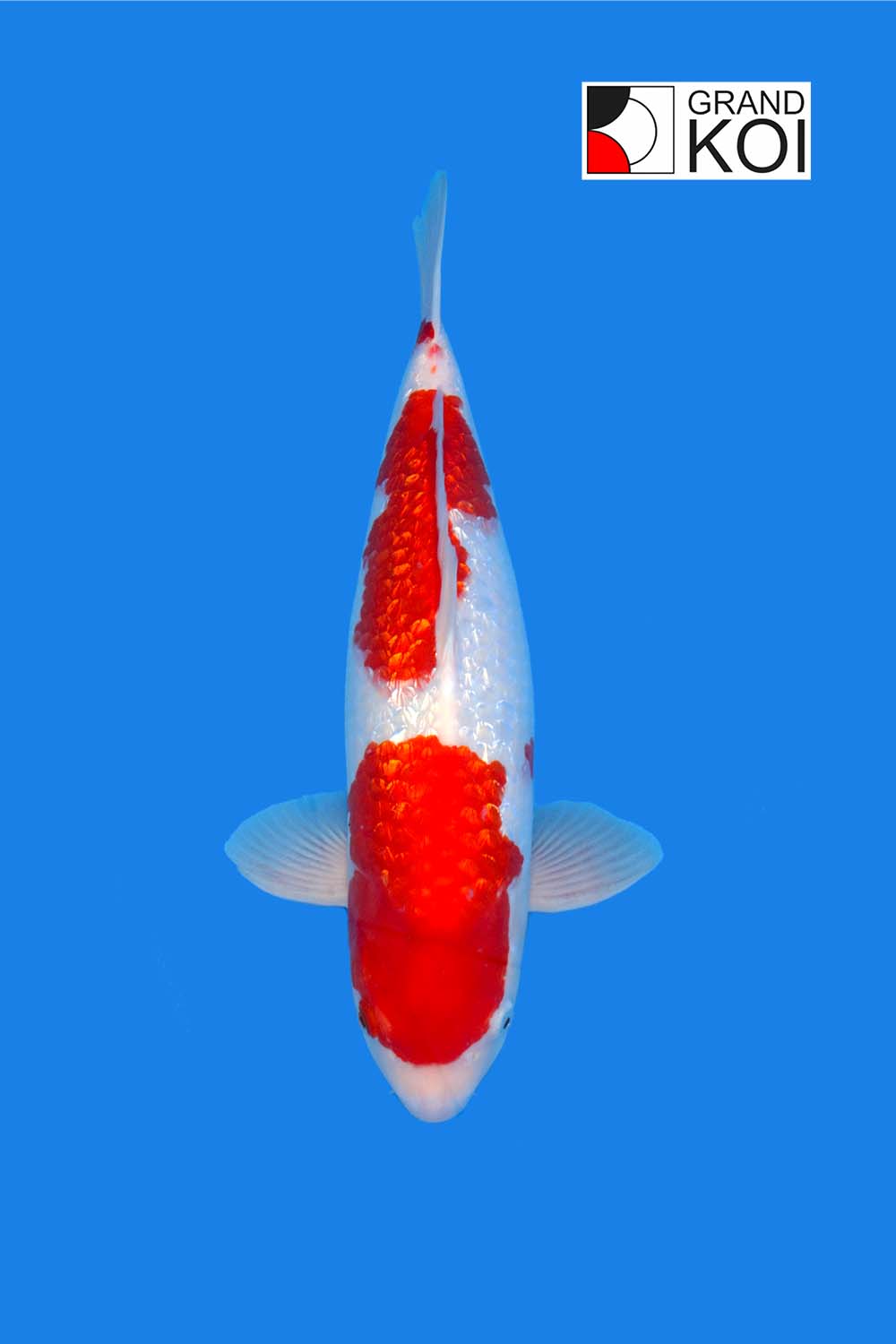 Gin Rin Kohaku - Grand Koi, LLC