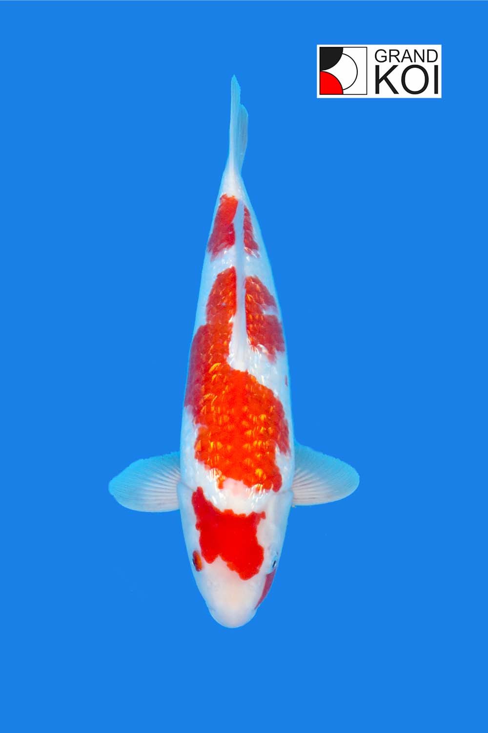 Gin Rin Kohaku - Grand Koi, LLC