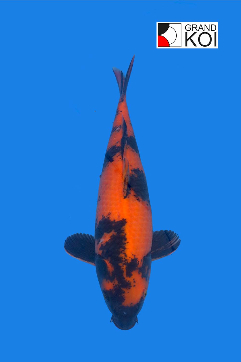 Hi Utsuri - Grand Koi, LLC