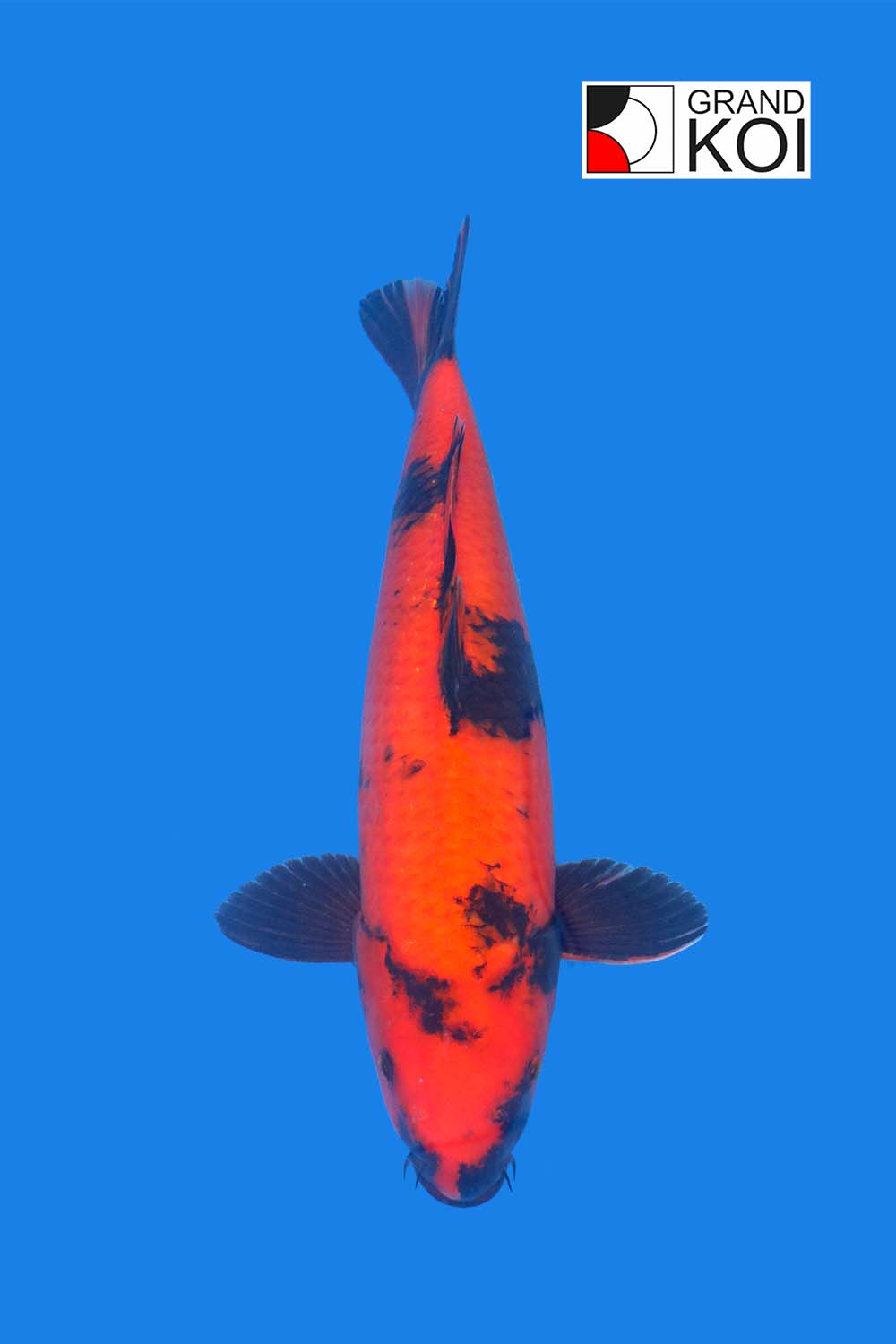 Hi Utsuri - Grand Koi, LLC