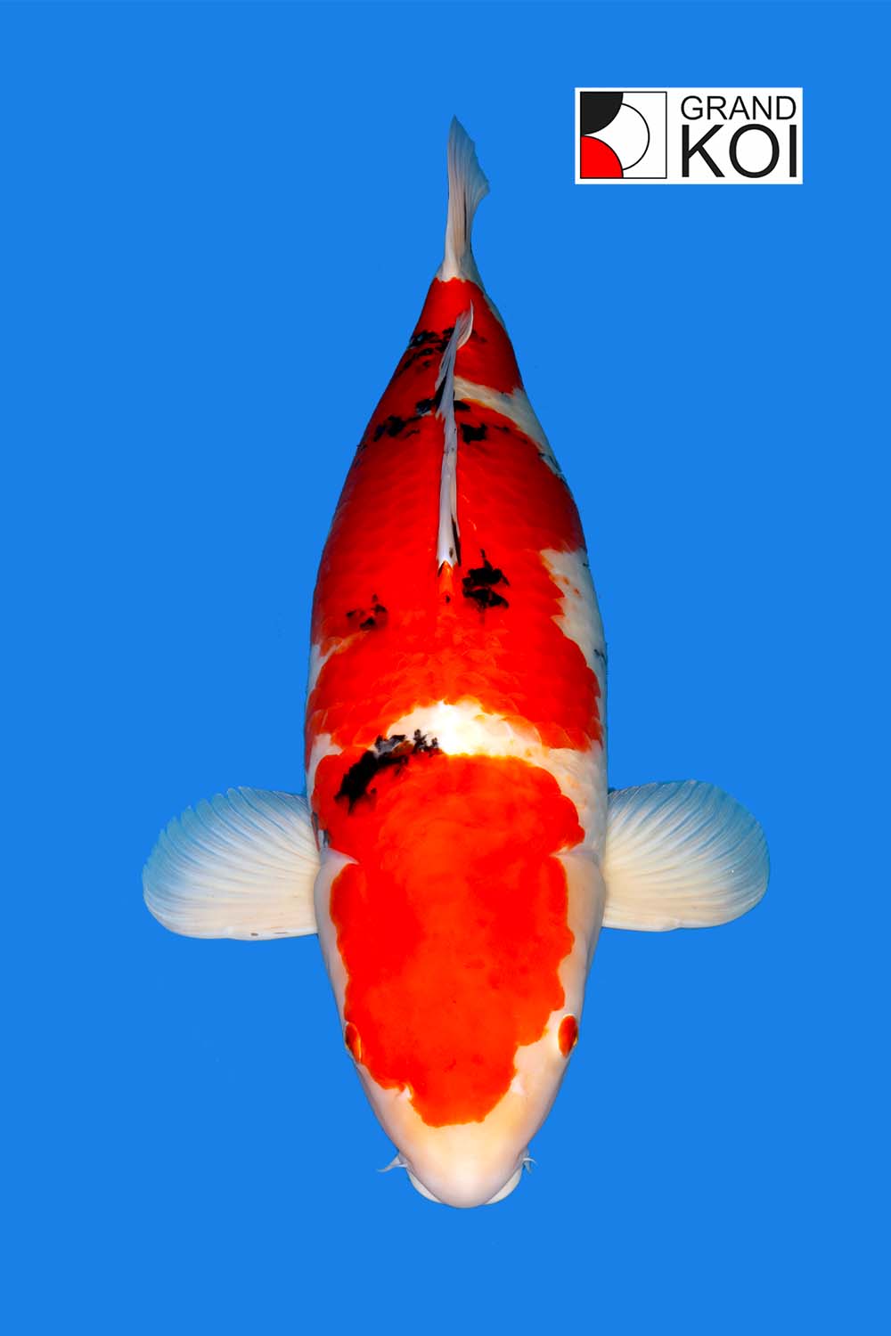 Sanke- SOLD - Grand Koi, LLC