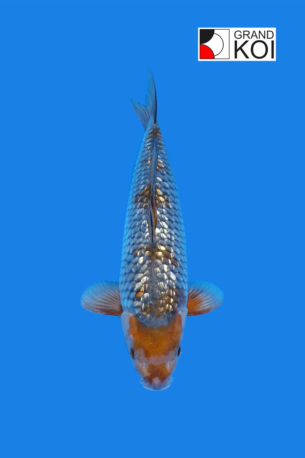 Gin Rin Ochiba - Grand Koi, LLC