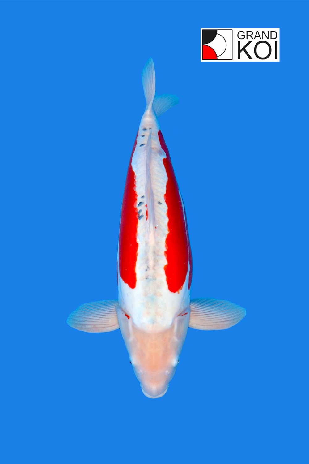 Kawarimono Archives - Grand Koi, LLC