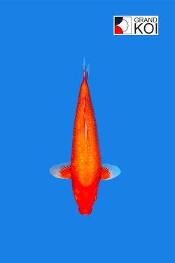 Benigoi Archives - Grand Koi, LLC