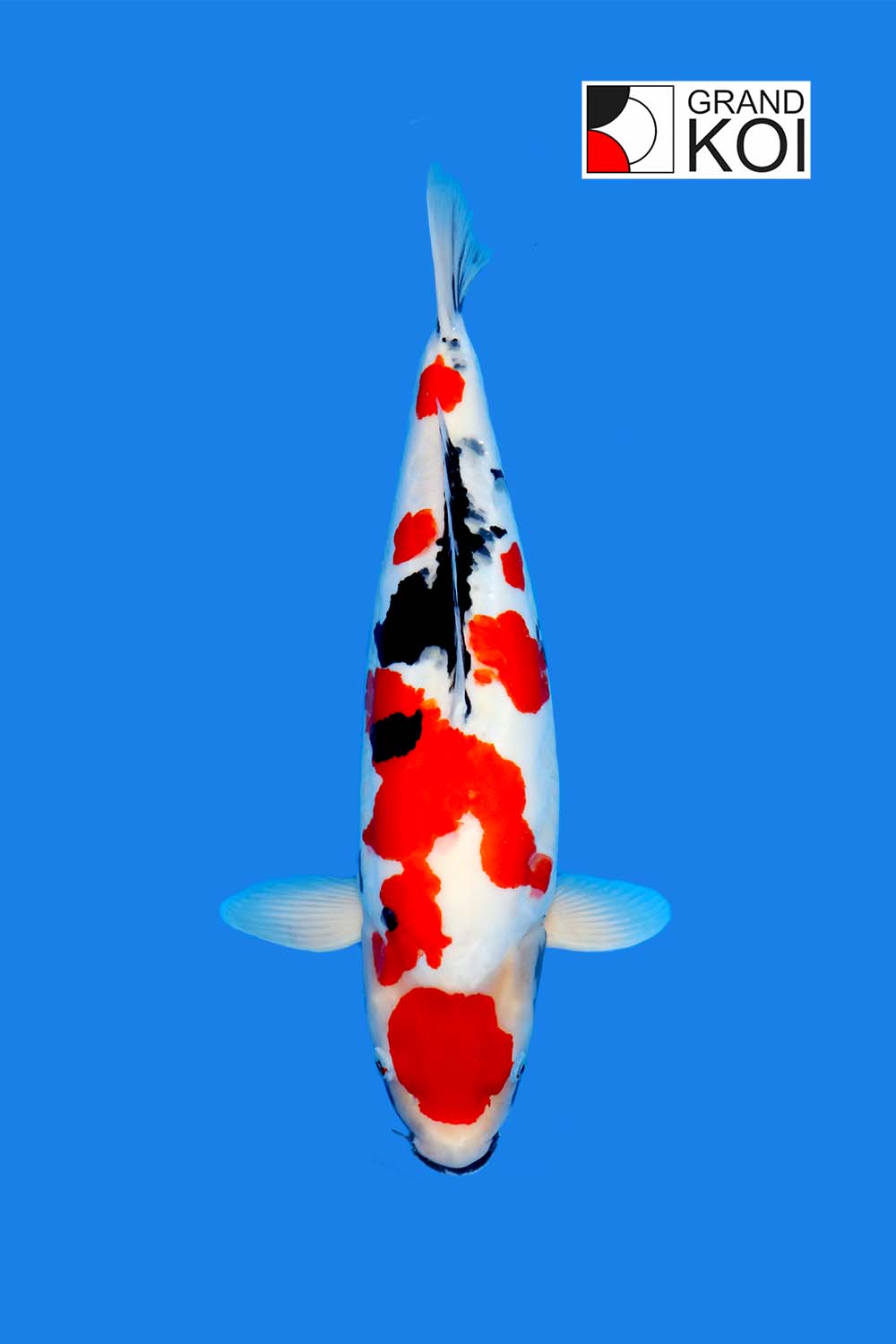 Doitsu Sanke - Grand Koi, LLC