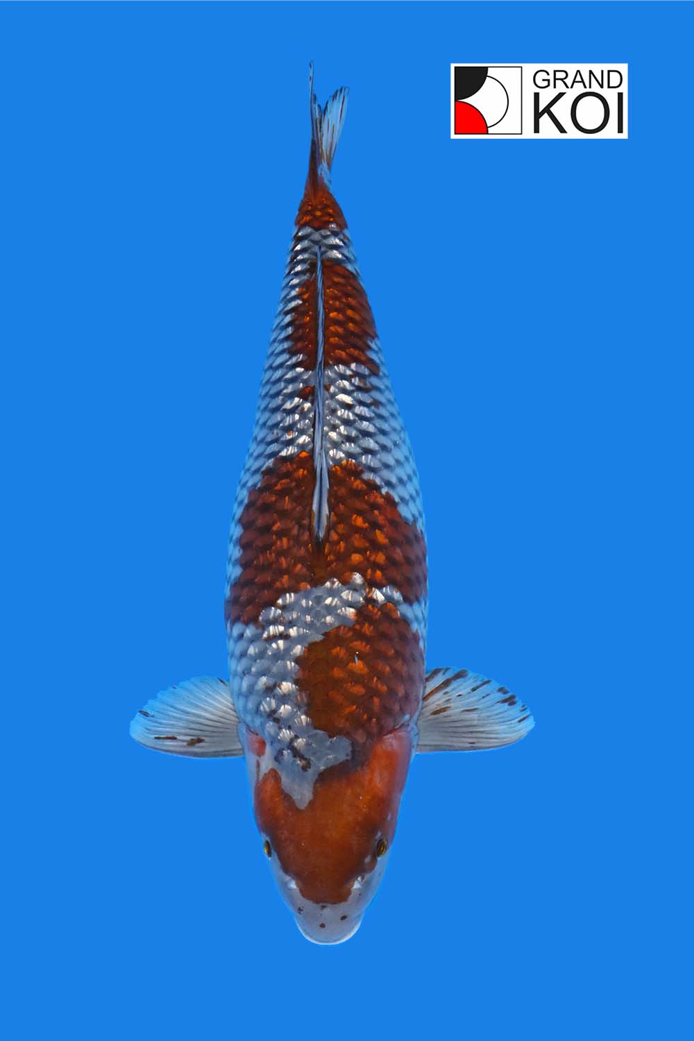 Ochiba Koi