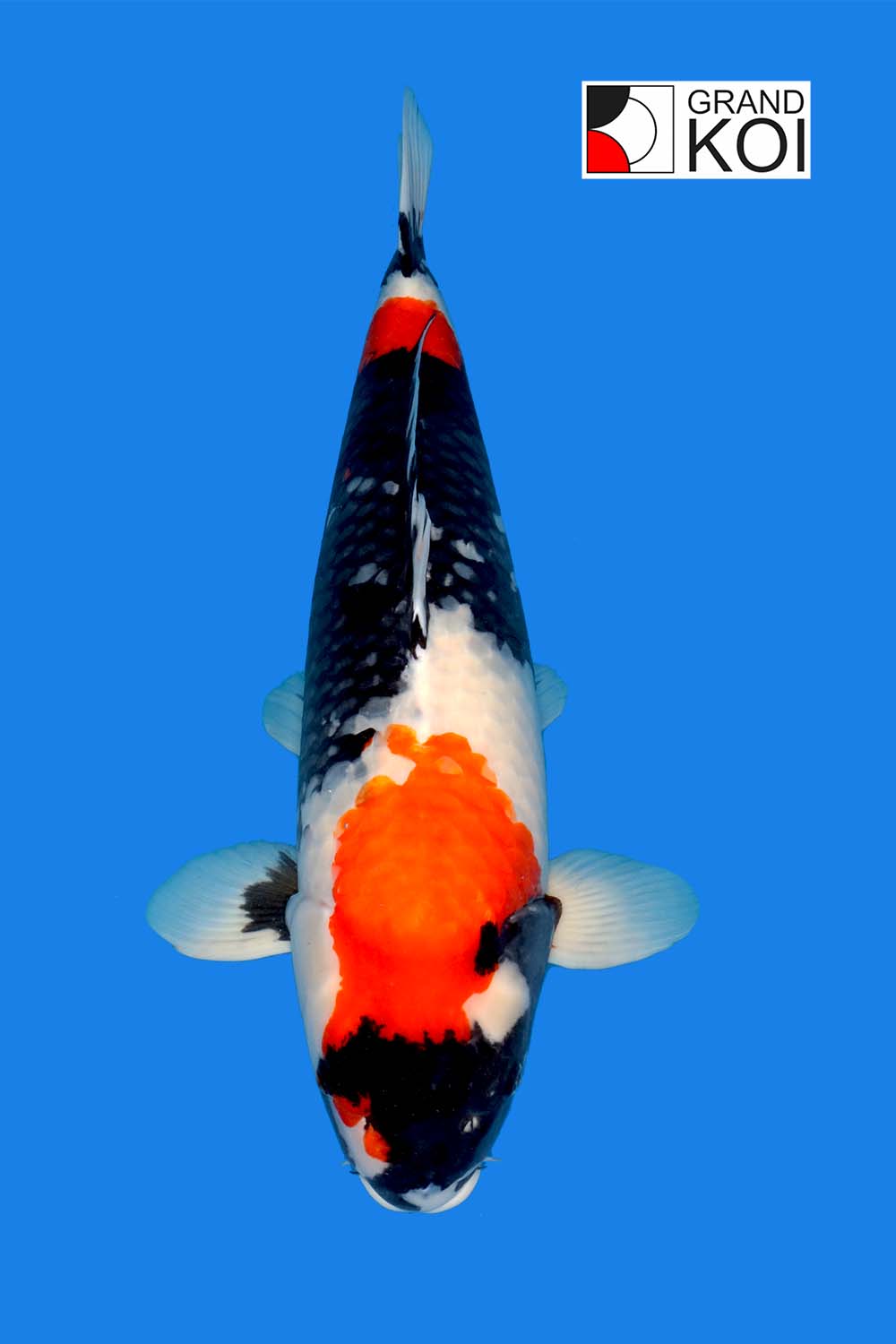 Showa- SOLD - Grand Koi, LLC