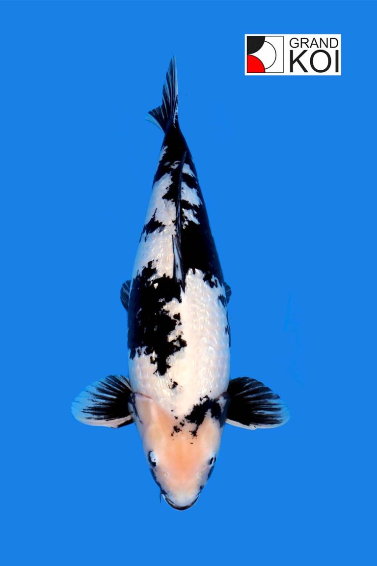 Koi Fish for Sale | Koi for sale in USA | Buy Koi Fish from Grandkoi
