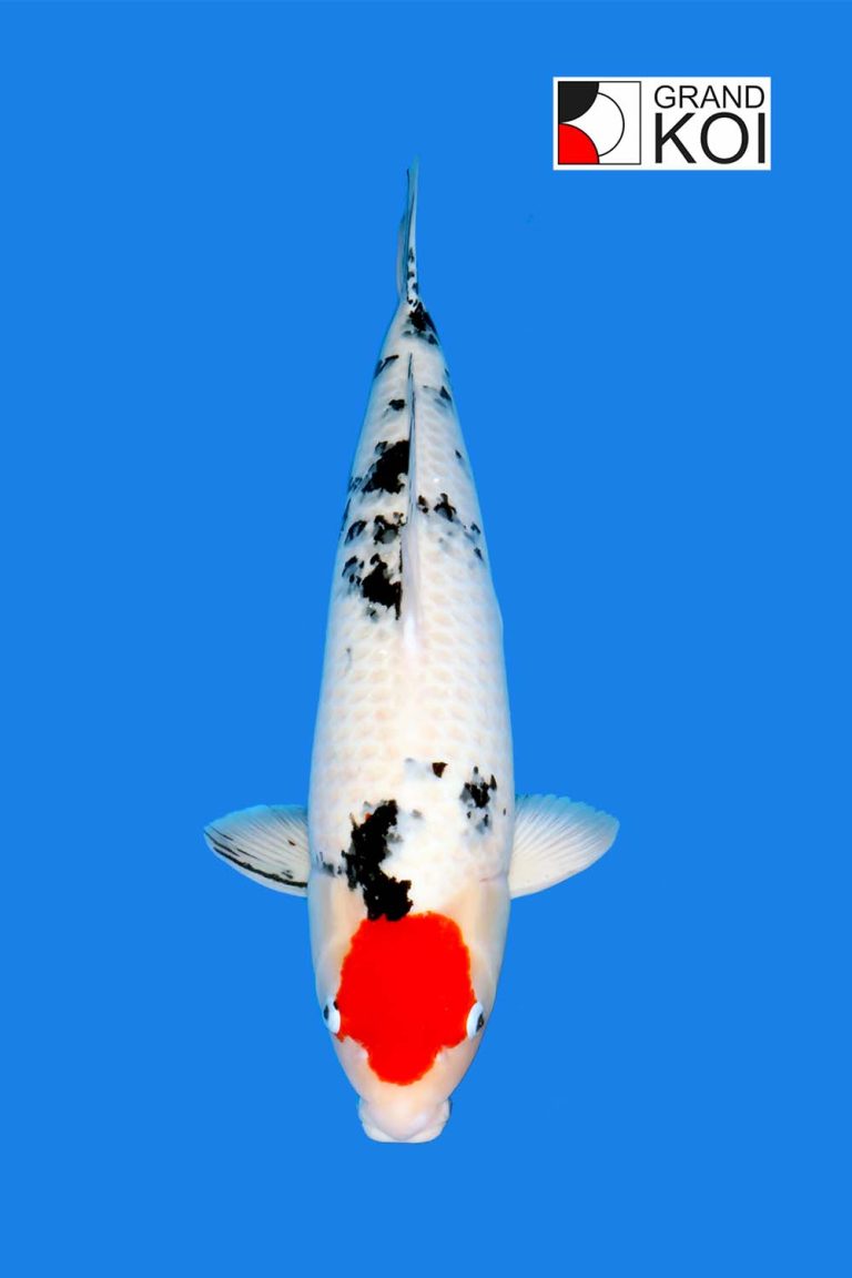 Koi Fish for Sale | Koi for sale in USA | Buy Koi Fish from Grandkoi