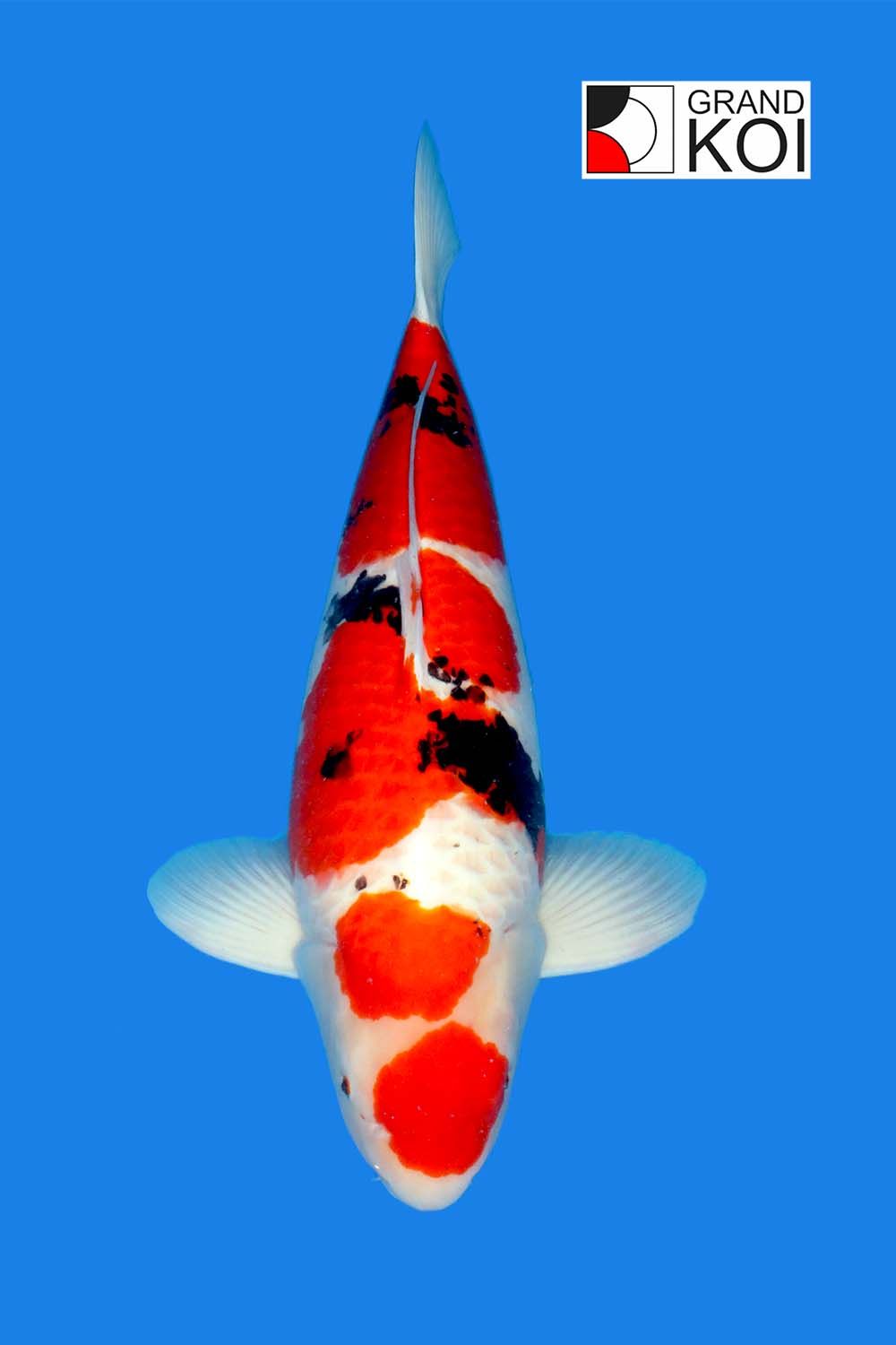 Maruten Showa - Grand Koi, LLC
