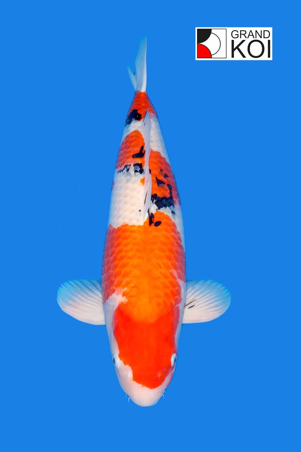 Sanke - Grand Koi, LLC