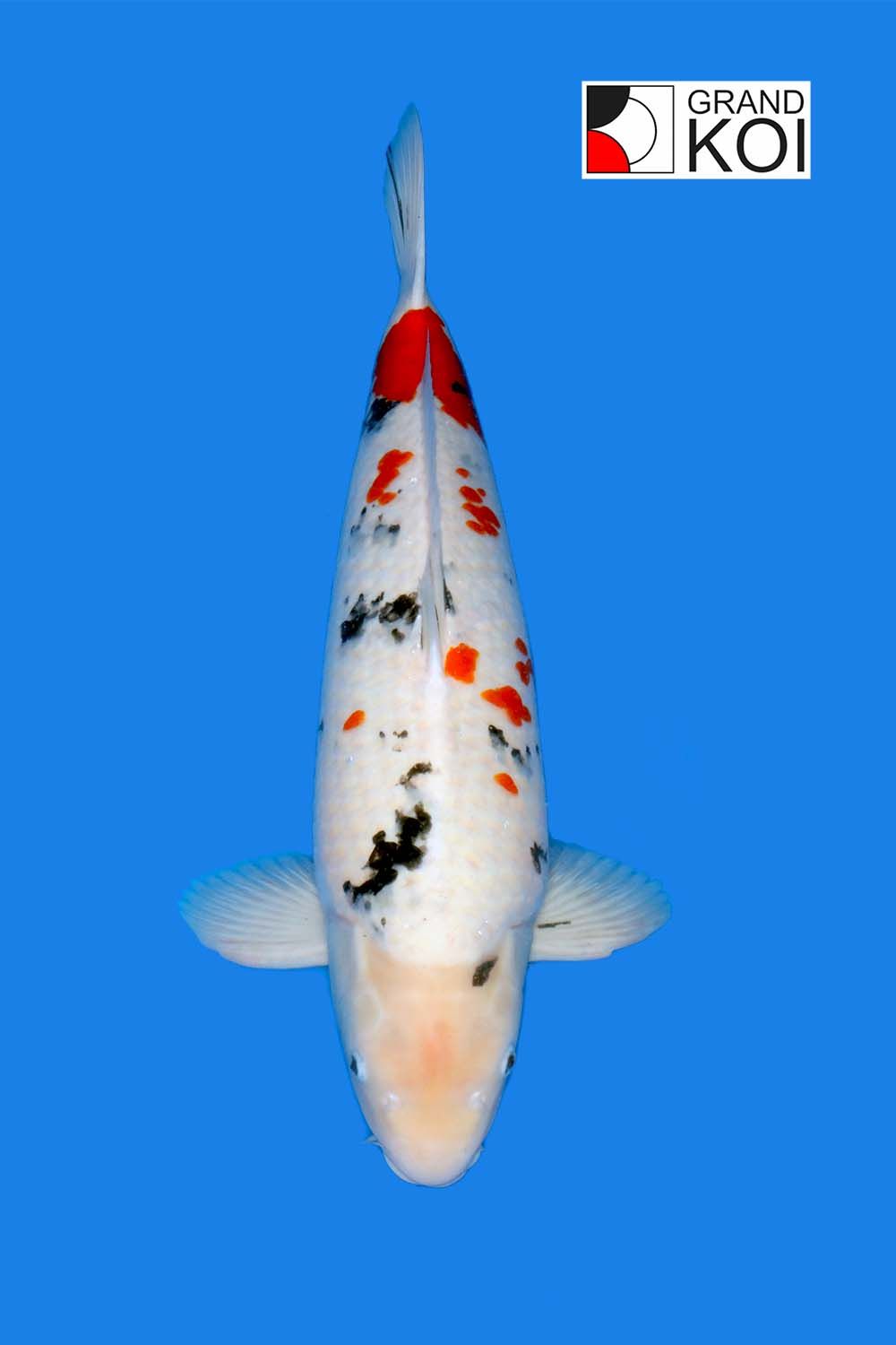 Sanke - Grand Koi, LLC