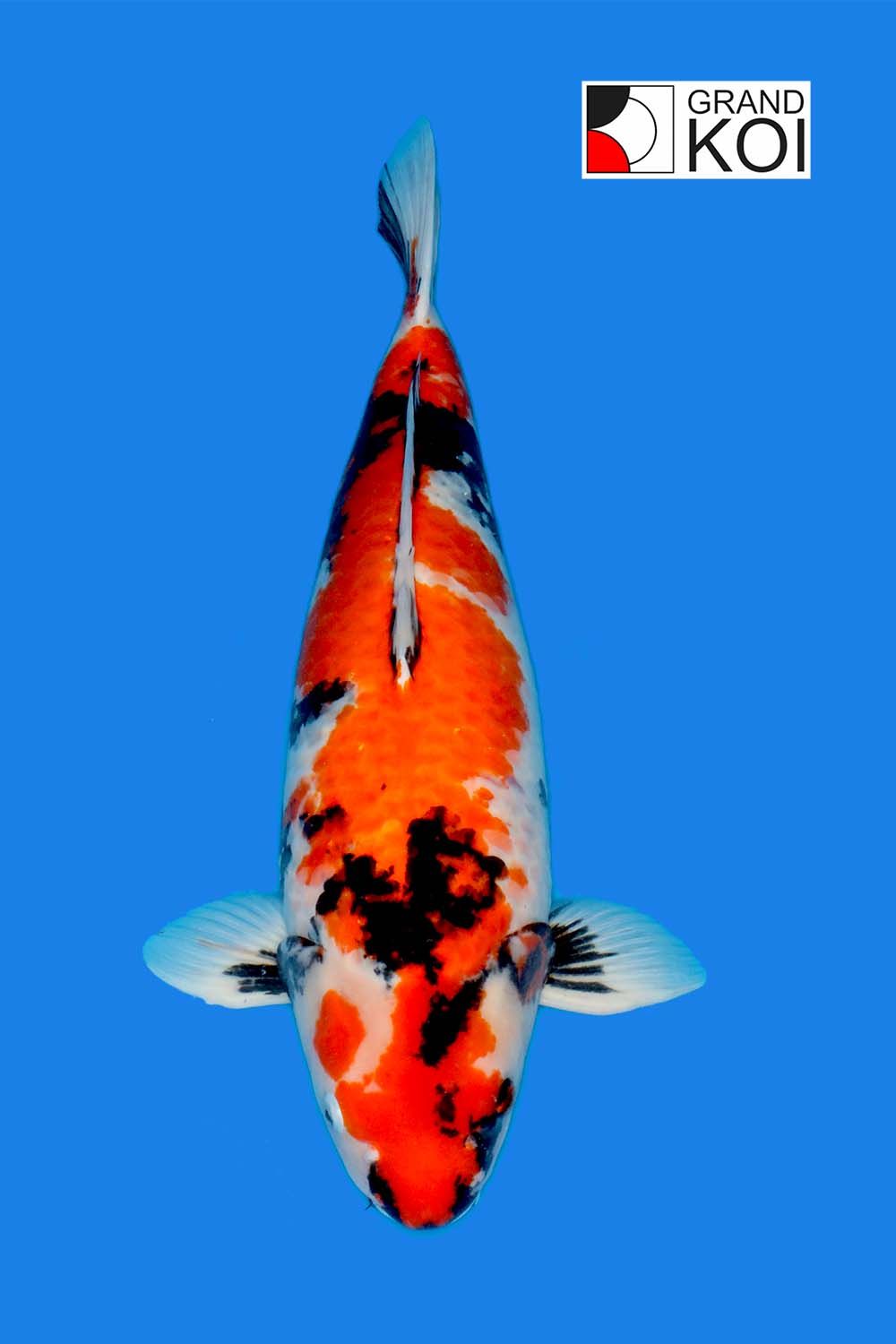 Koi Fish for Sale | Koi for sale in USA | Buy Koi Fish from Grandkoi