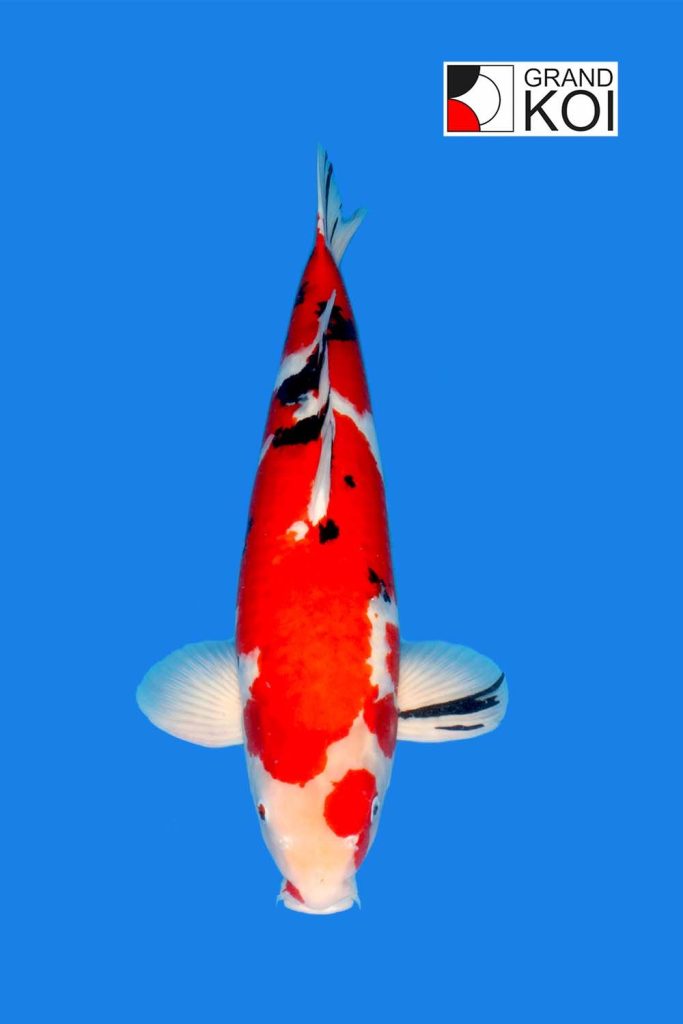 Koi Fish for Sale | Koi for sale in USA | Buy Koi Fish from Grandkoi