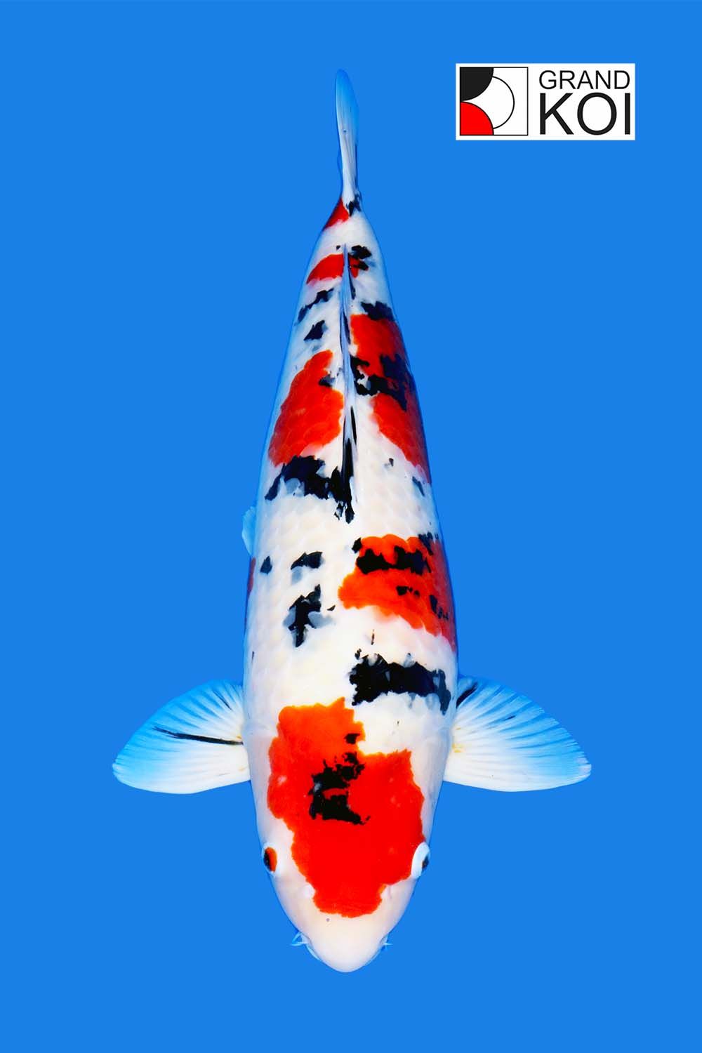 Sanke - Grand Koi, LLC