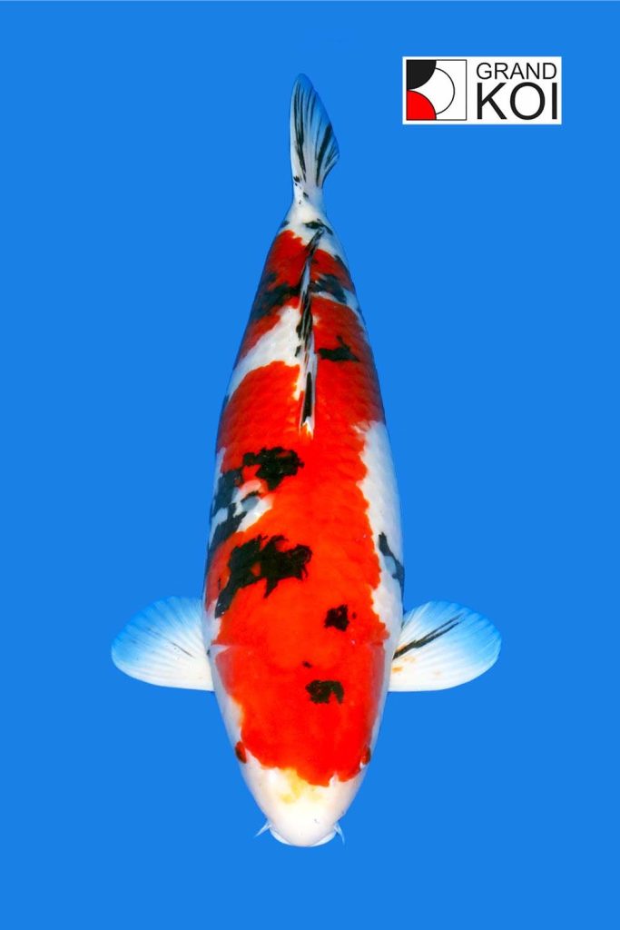 Sanke - Grand Koi, LLC