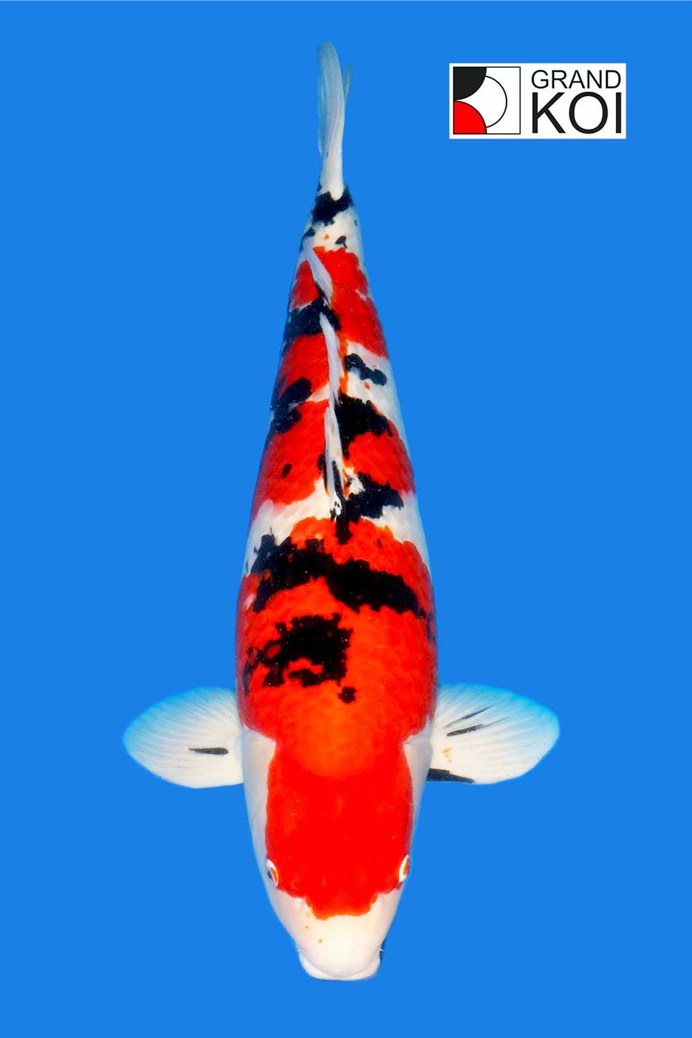 Showa- Grand Koi, LLC