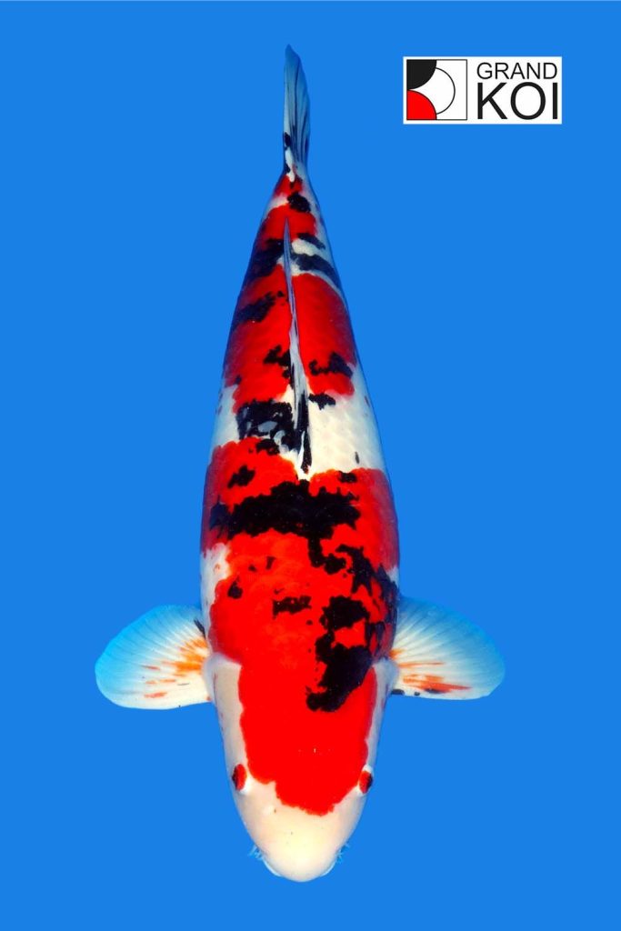 Showa - Grand Koi, LLC