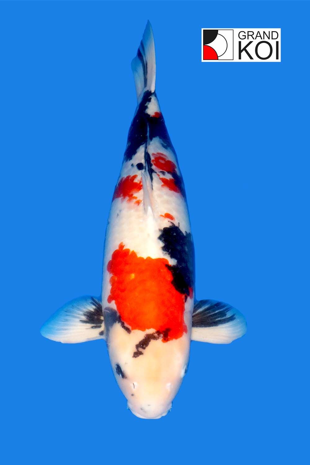 Showa - Grand Koi, LLC