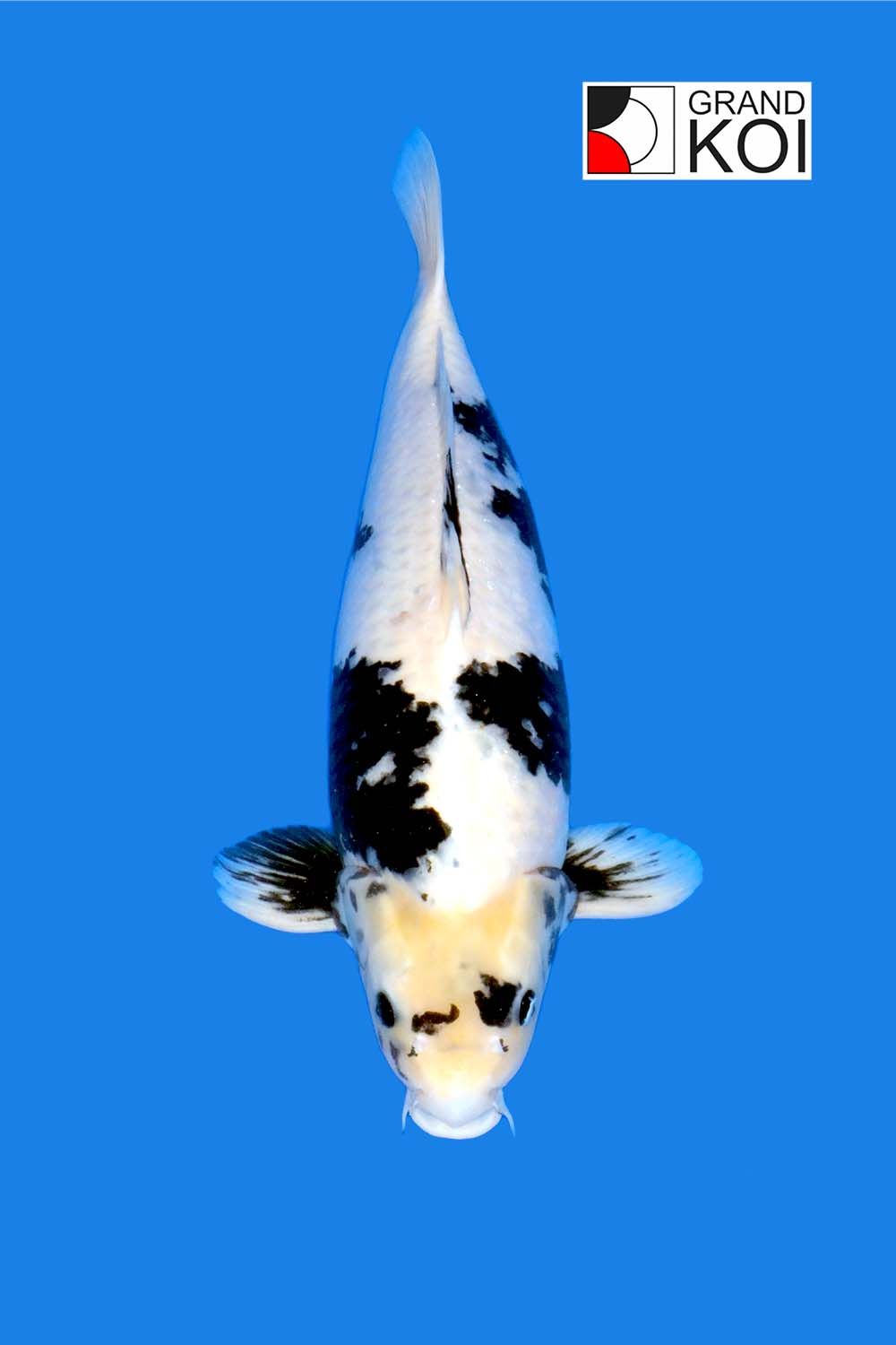 Shiro Utsuri Archives - Grand Koi, LLC