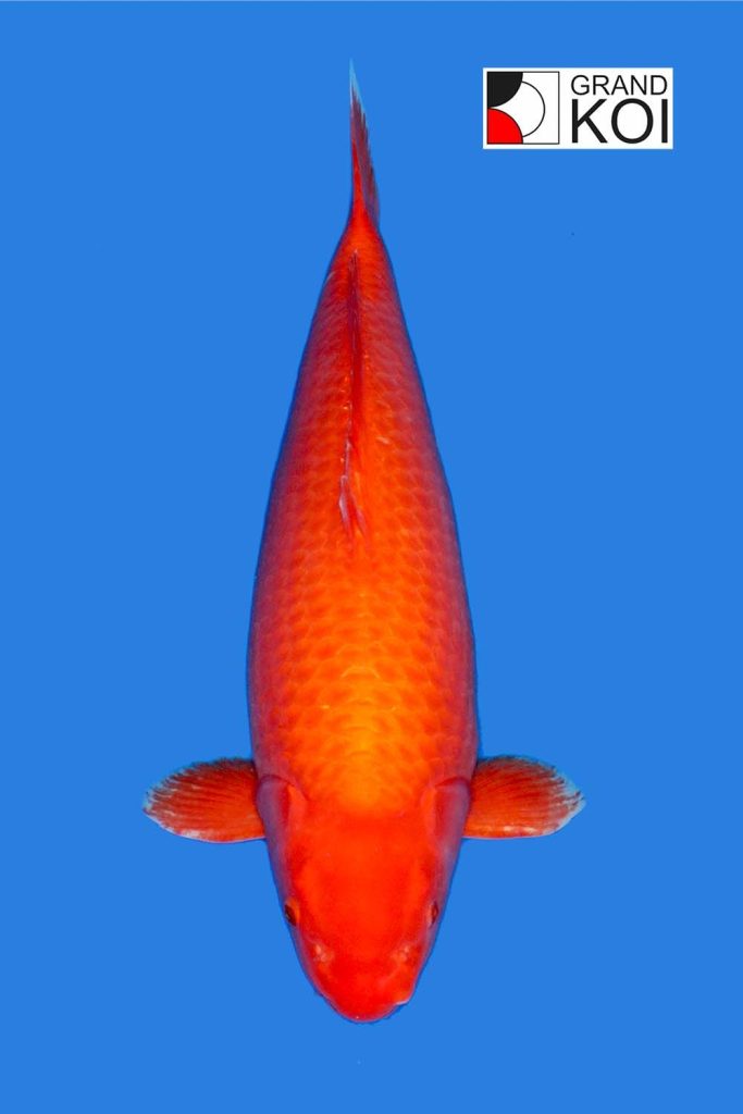 Benigoi Archives - Grand Koi, LLC