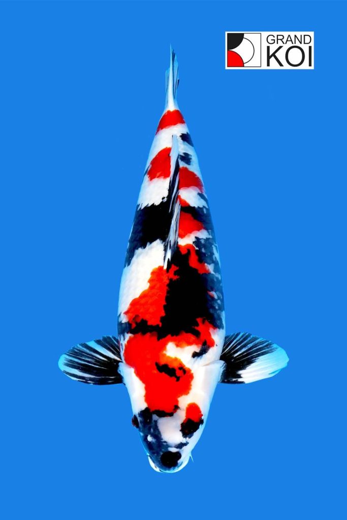 Showa - Grand Koi, LLC