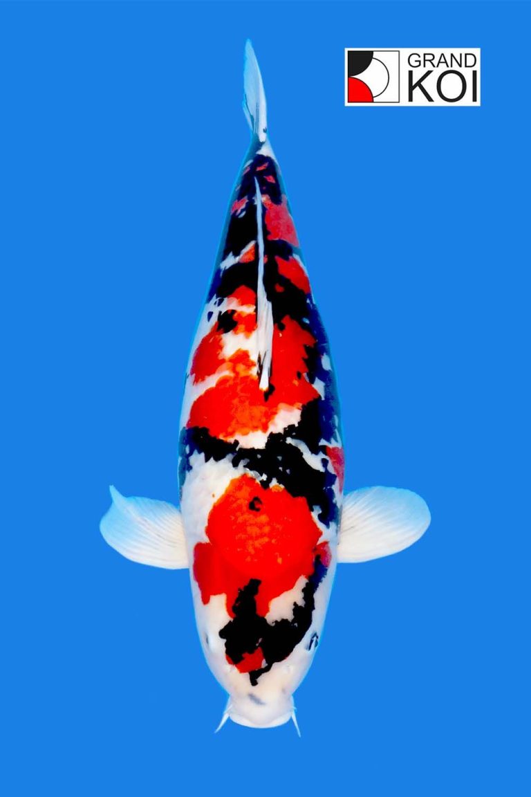Showa Koi for Sale | Top Showa Koi Fish for Sale in USA