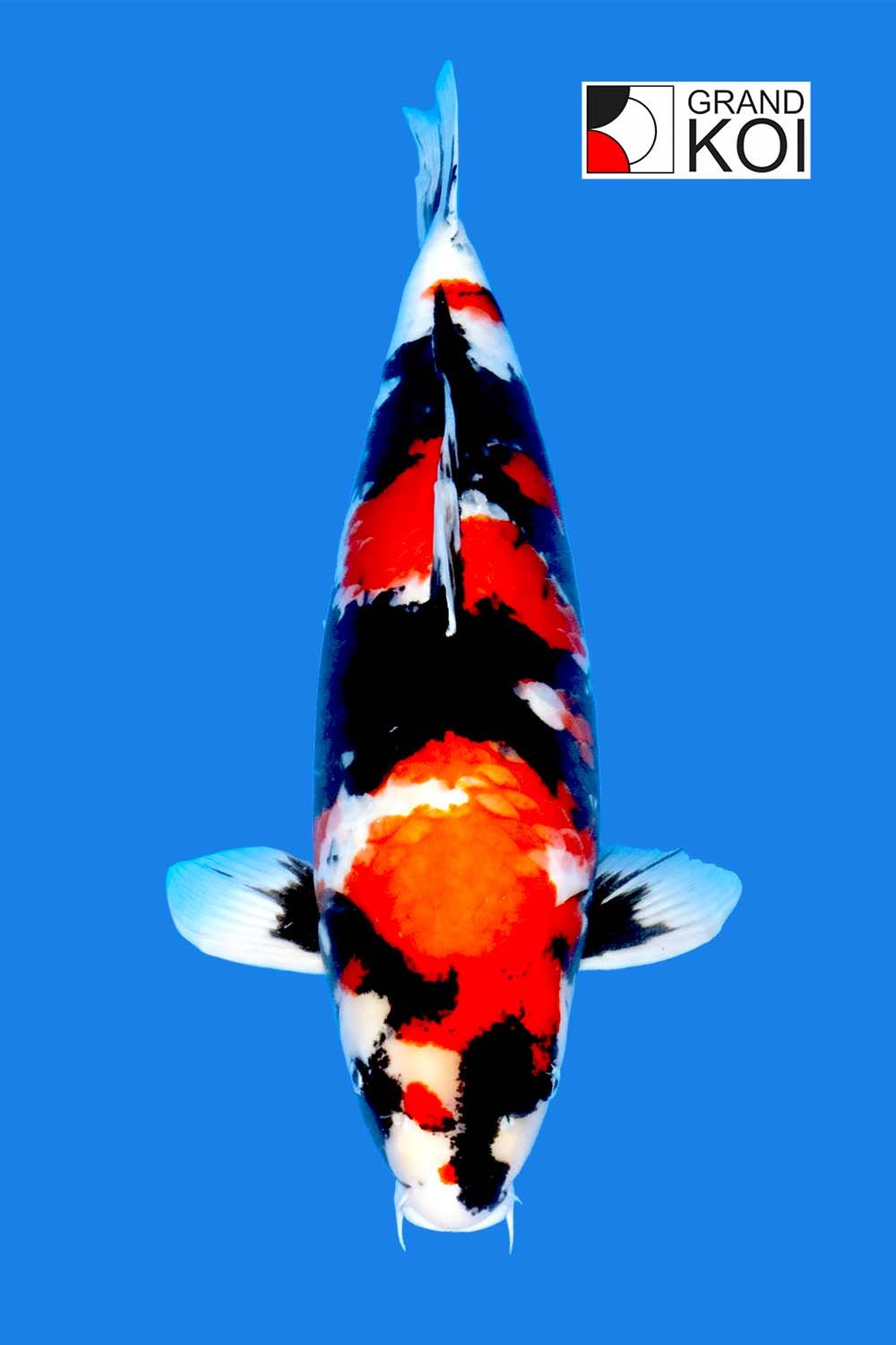 Others Archives - Grand Koi, LLC