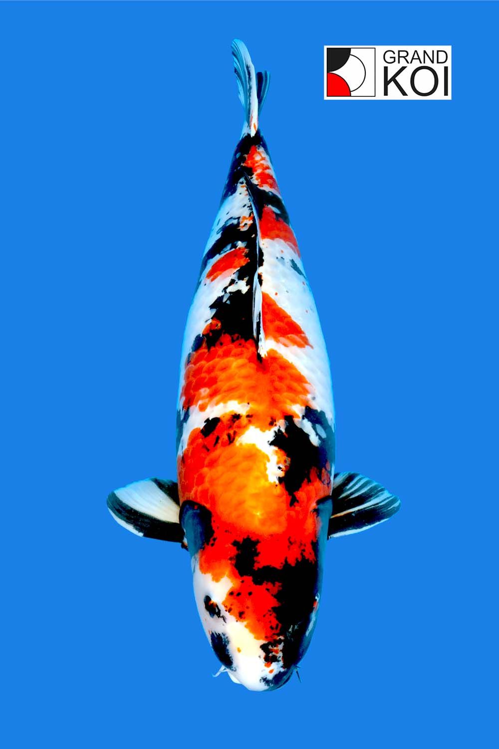 Showa Koi for Sale | Top Showa Koi Fish for Sale in USA