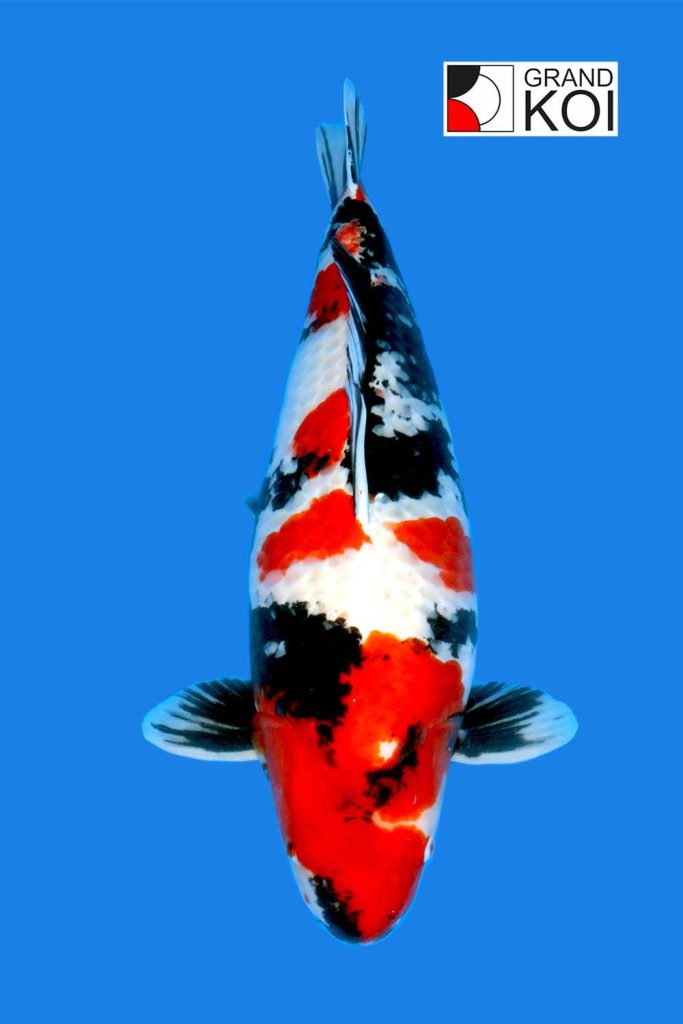 Showa Koi for Sale | Top Showa Koi Fish for Sale in USA