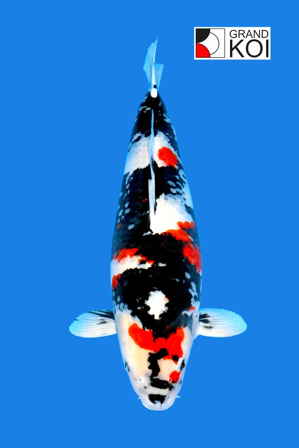 Showa - Grand Koi, LLC
