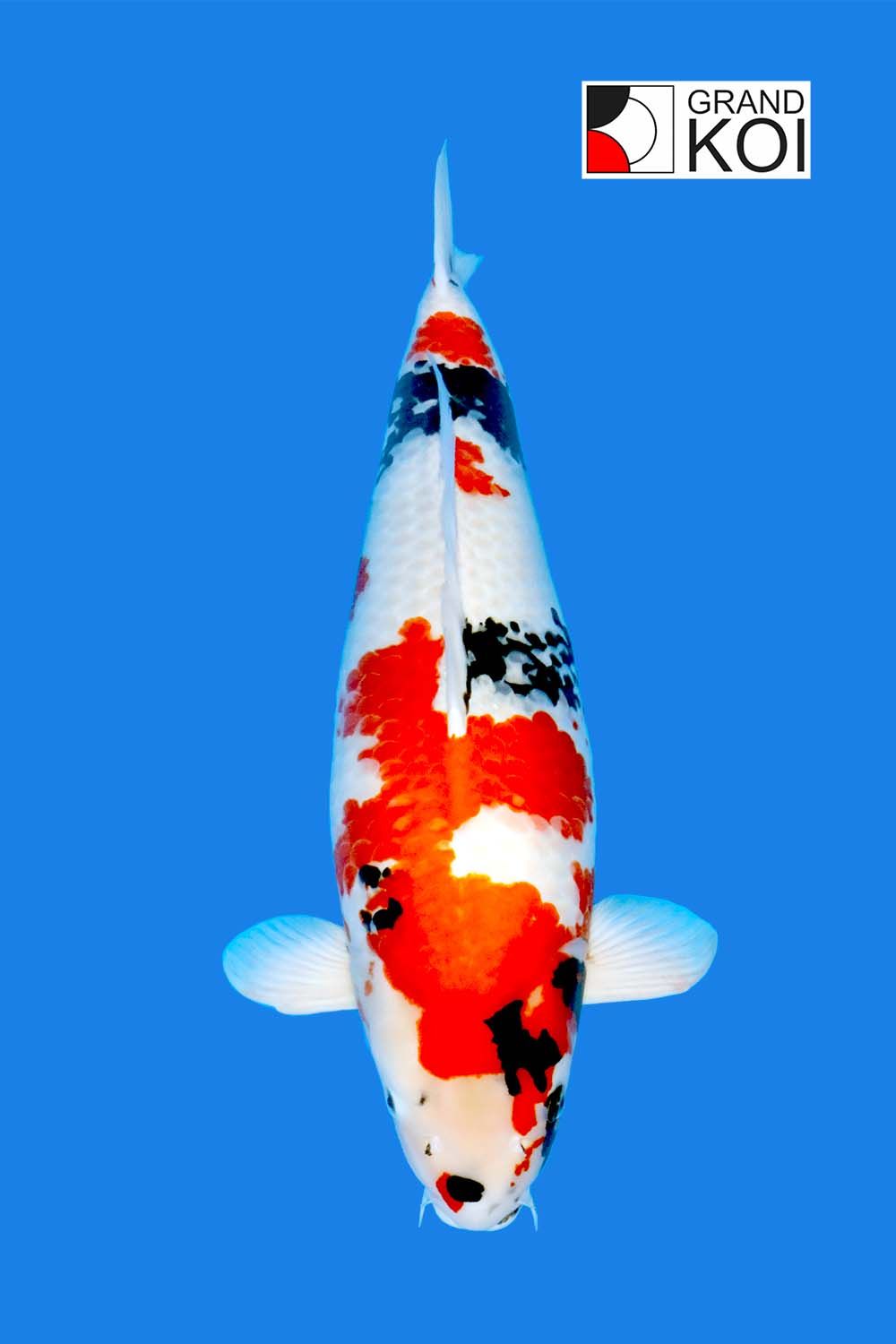 Showa - Grand Koi, LLC