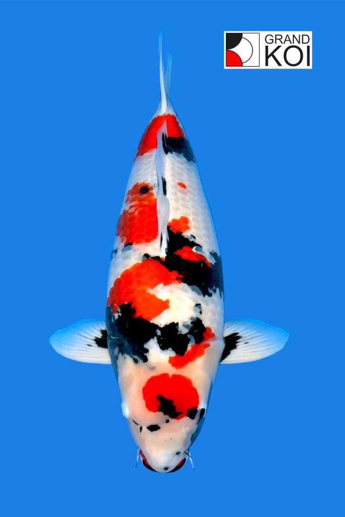 Maruten Showa - Grand Koi, LLC