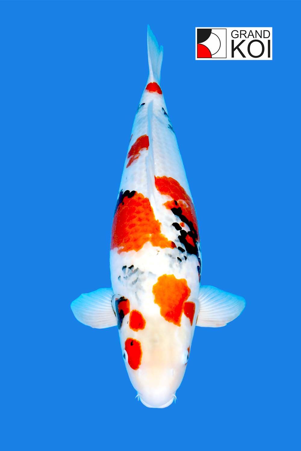 Sanke - Grand Koi, LLC
