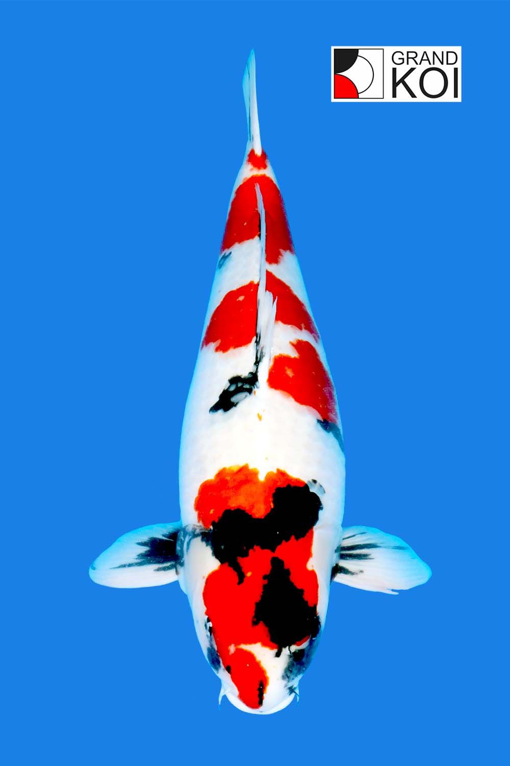 Showa - Grand Koi, LLC