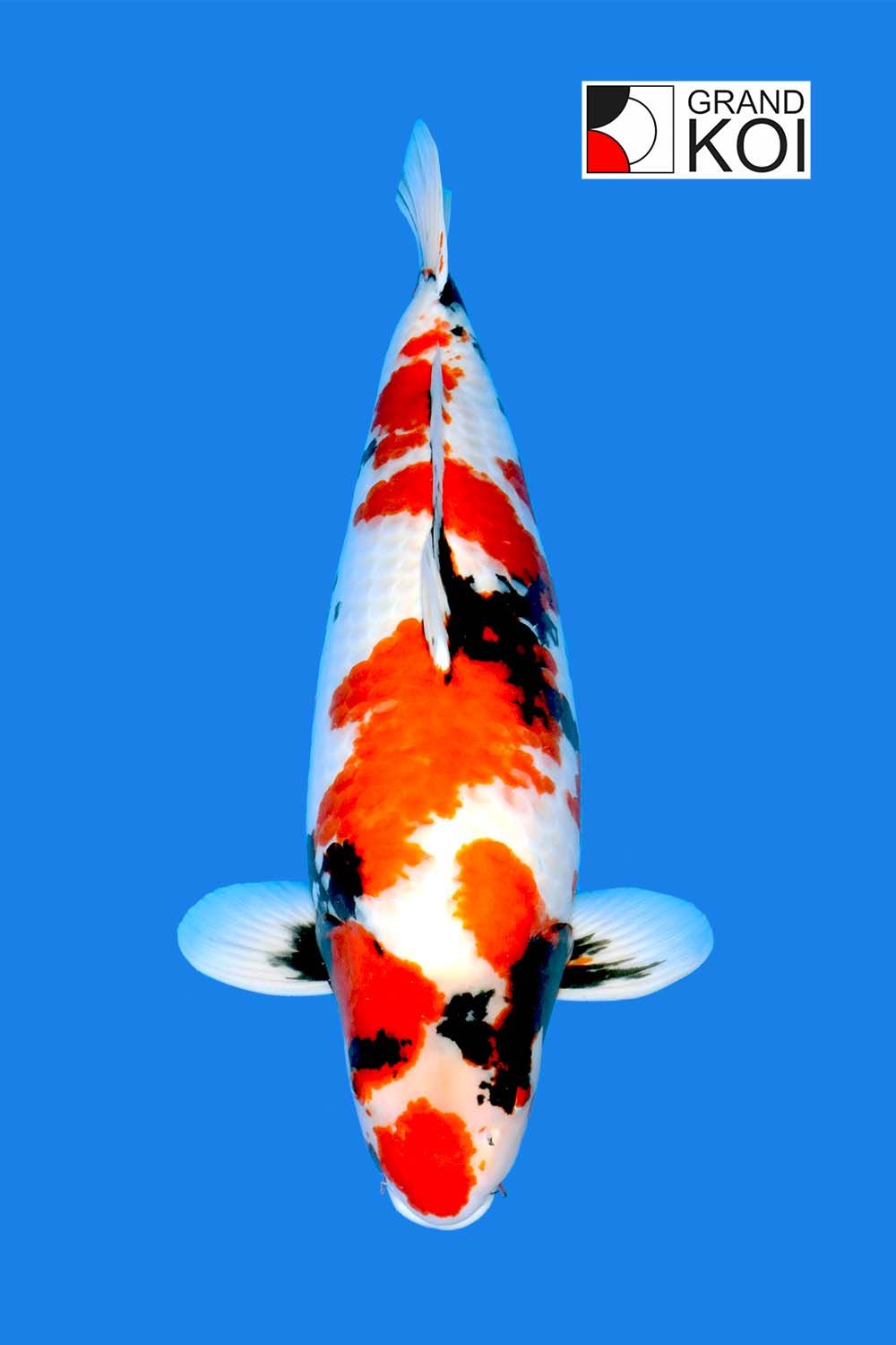 Showa - Grand Koi, LLC