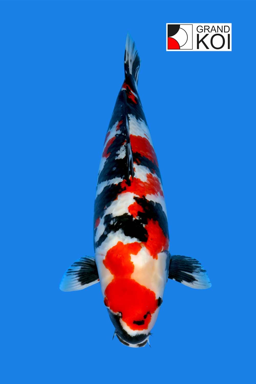 Showa - Grand Koi, LLC