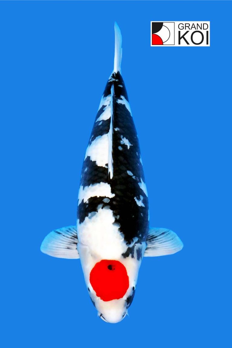 Tancho Showa- SOLD - Grand Koi, LLC