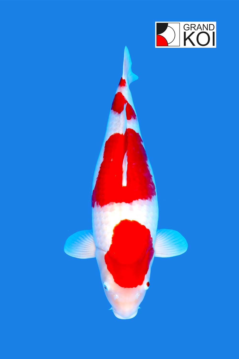 Kohaku- SOLD - Grand Koi, LLC