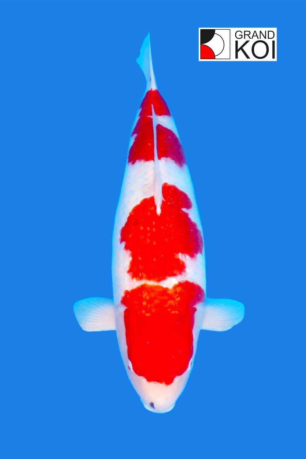 Gin Rin Kohaku - Grand Koi, LLC