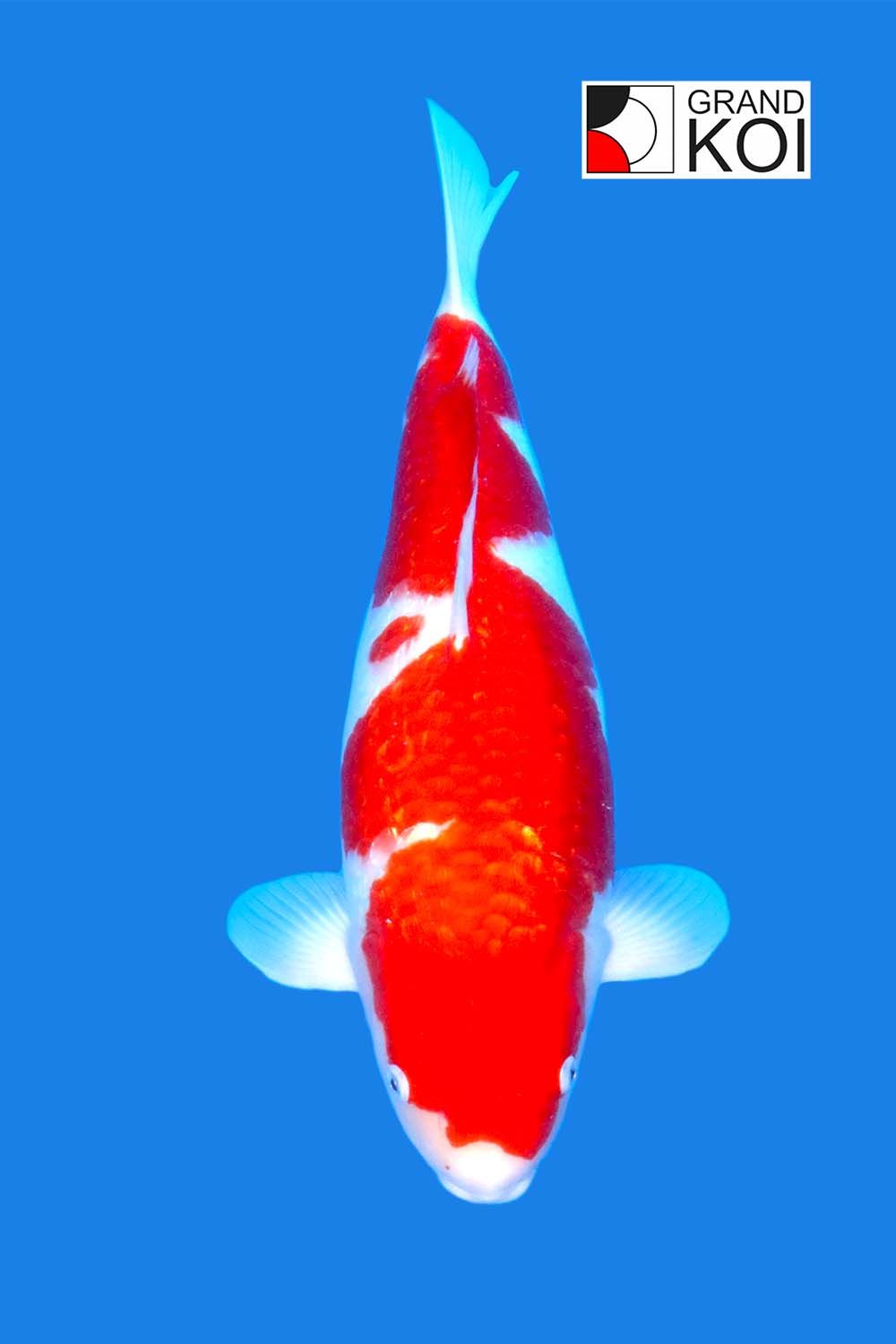 Gin Rin Kohaku - Grand Koi, LLC