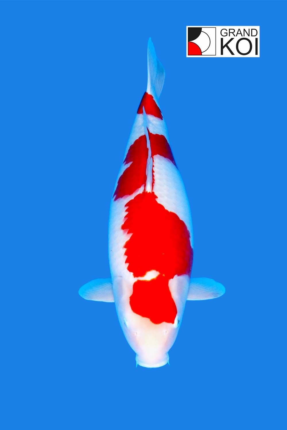 Kohaku SOLD Grand Koi LLC