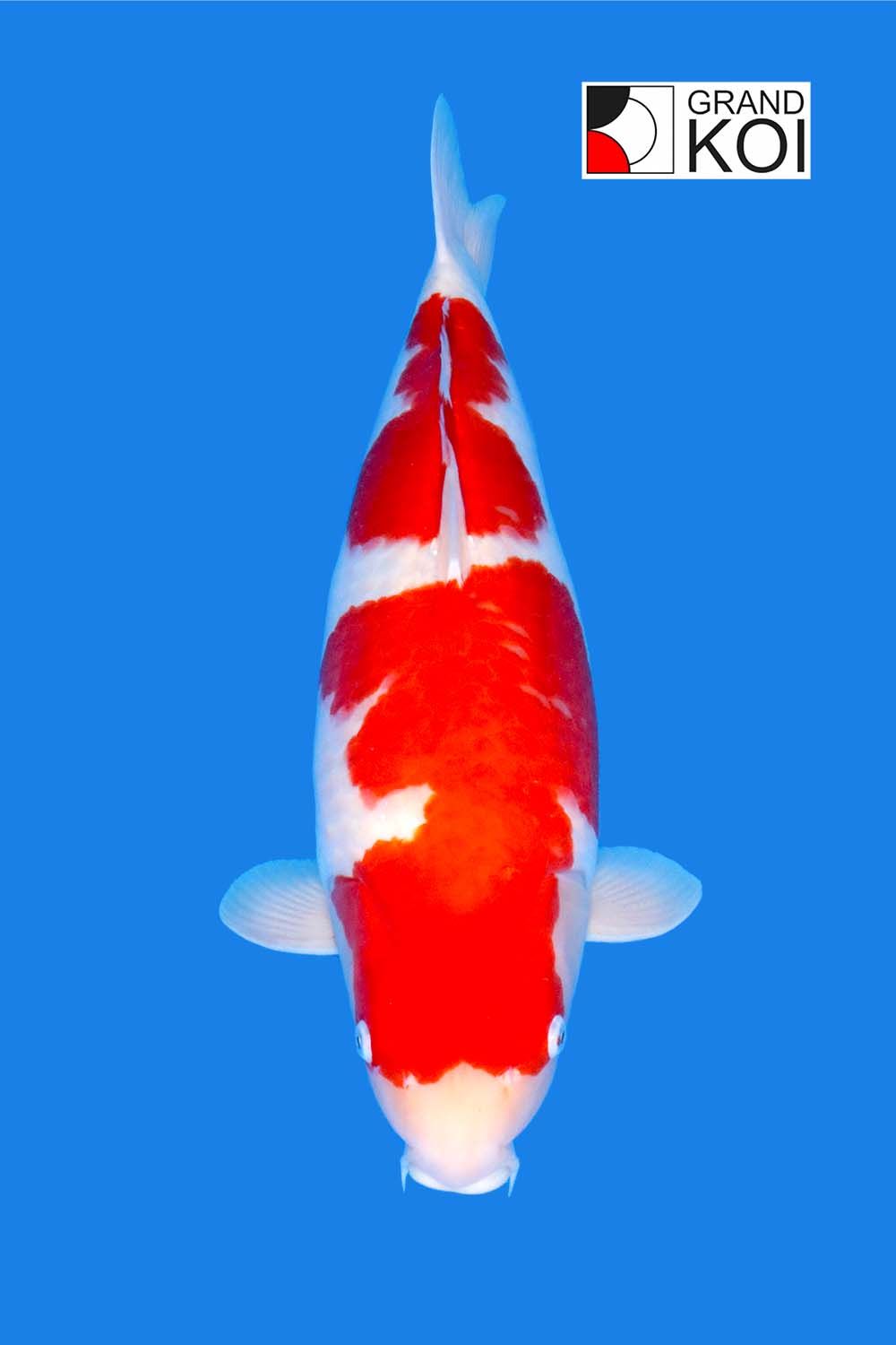 Kohaku - Grand Koi, LLC
