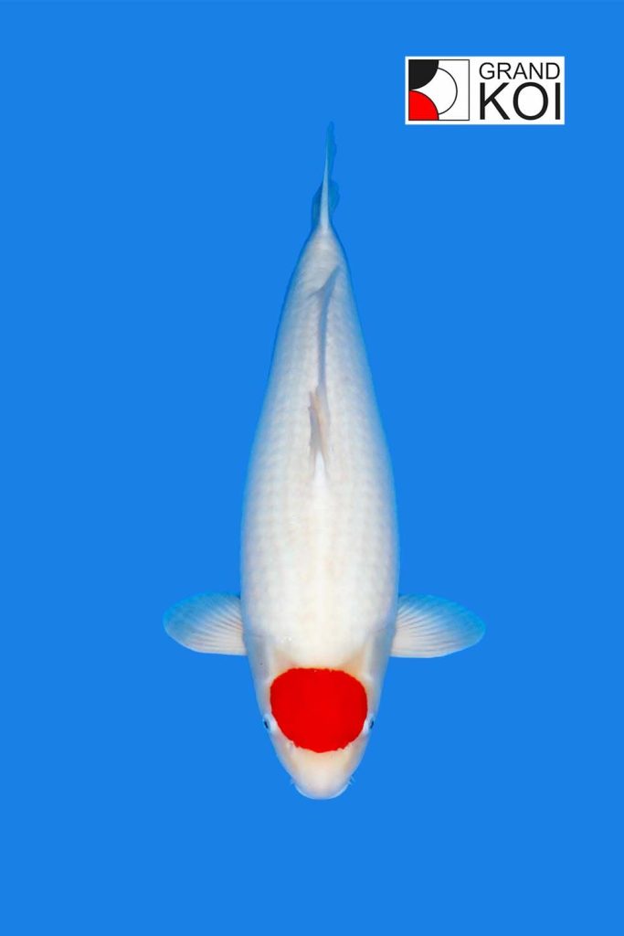 Tancho Kohaku - Grand Koi, LLC