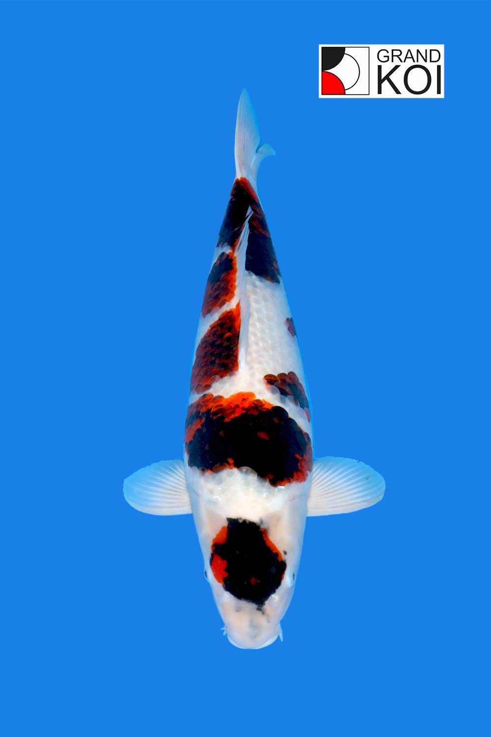 Goromo Archives - Grand Koi, LLC