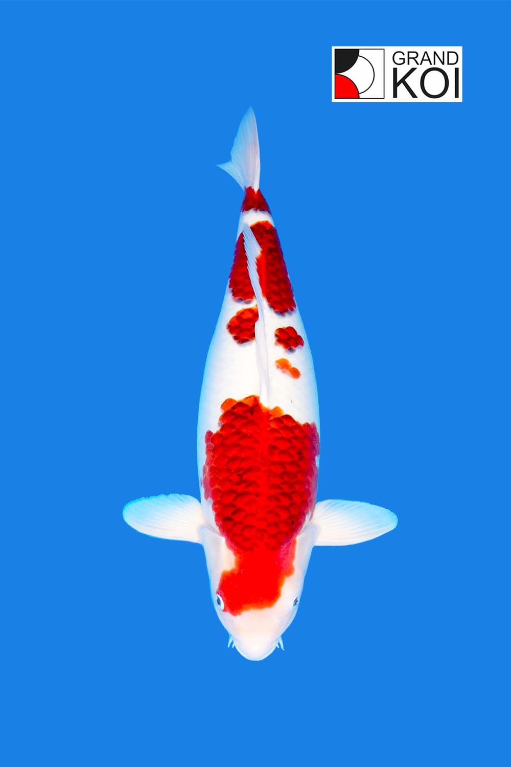 Sumi Goromo - Grand Koi, LLC