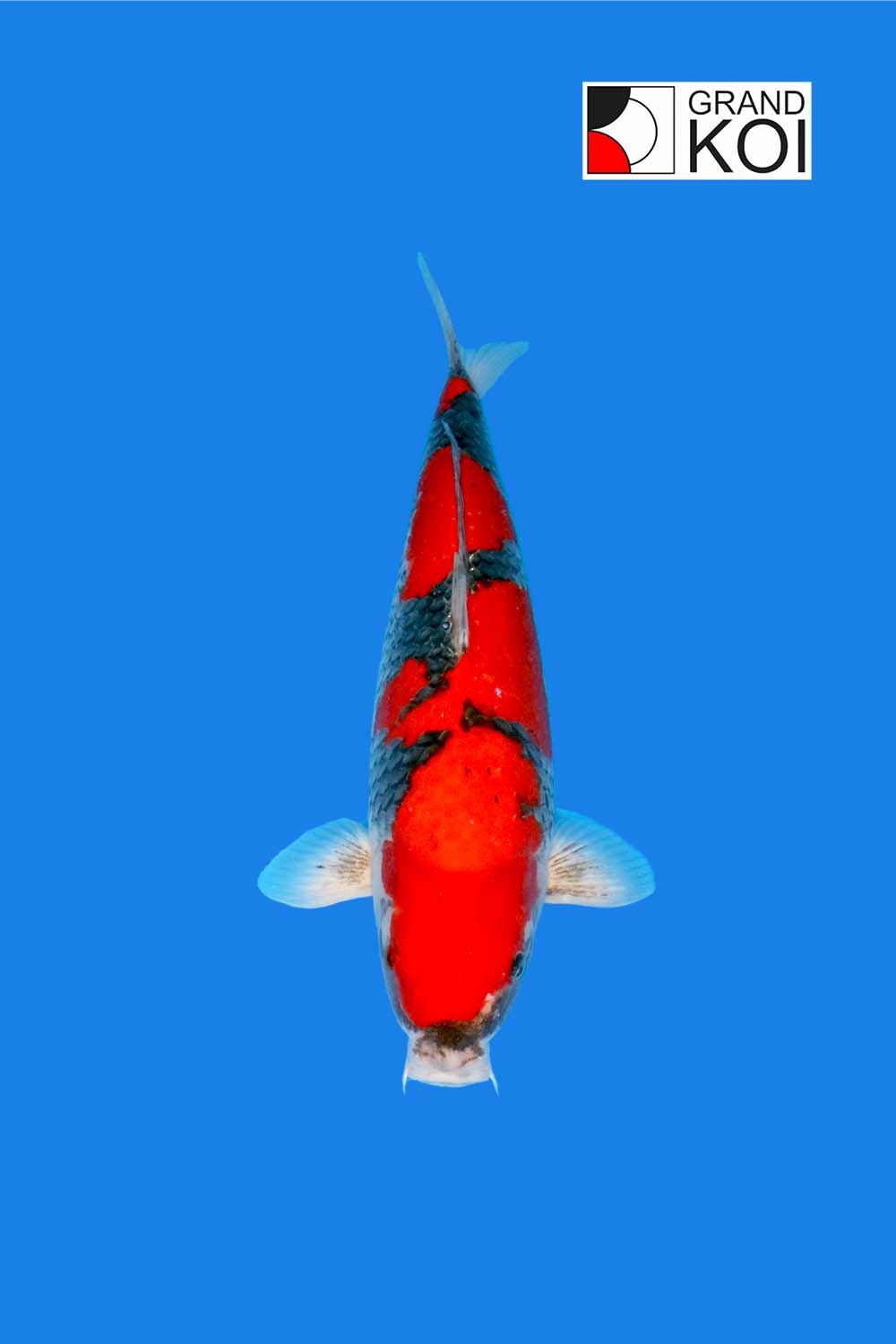 Goshiki- High Quality - Grand Koi, LLC